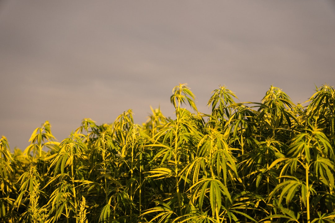 "US Hemp Production Surged to $739 Million in 2025, USDA Report Shows ...