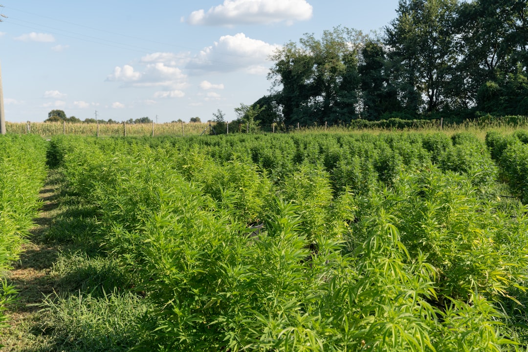 U.S. Hemp Industry Hits $739 Million in 2025, Marking a 64% Rebound ...